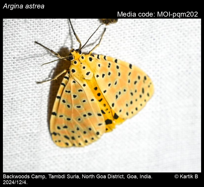 Argina astrea | Moths